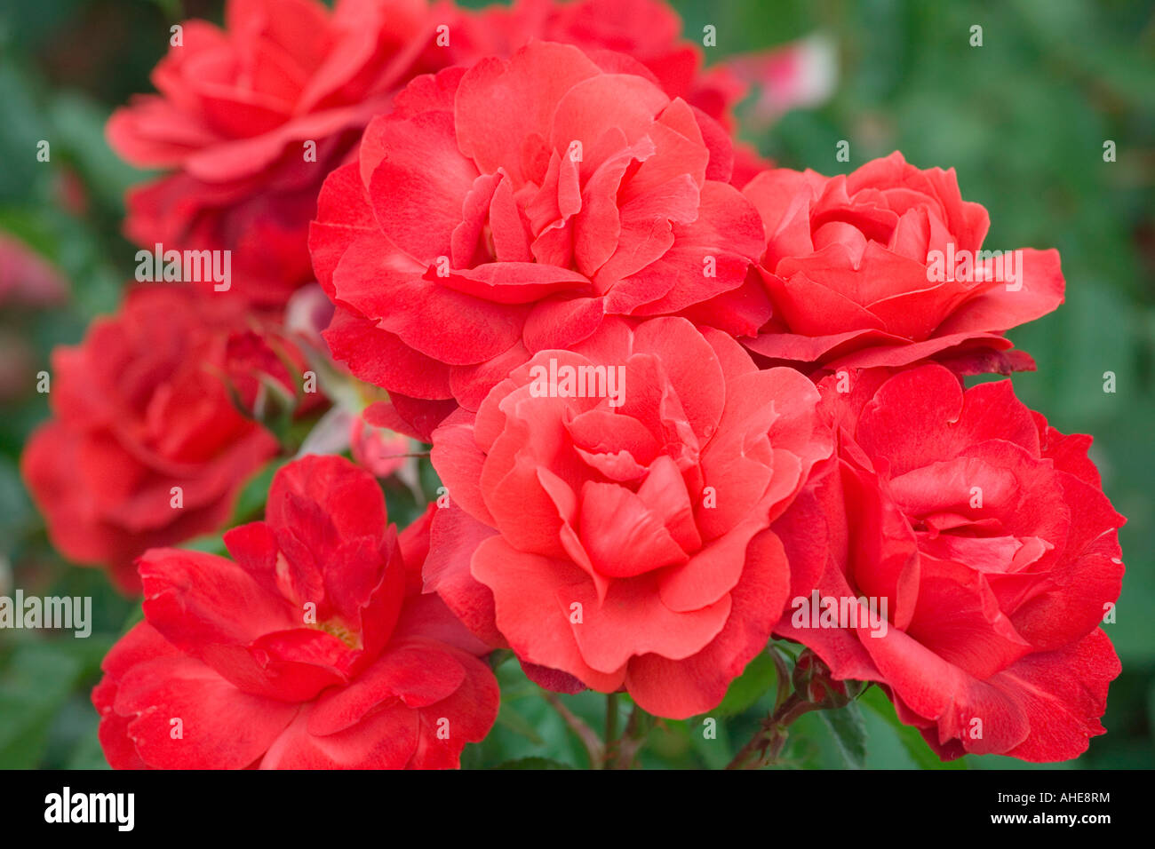 California State University Chico campus in the spring Stock Photo - Alamy