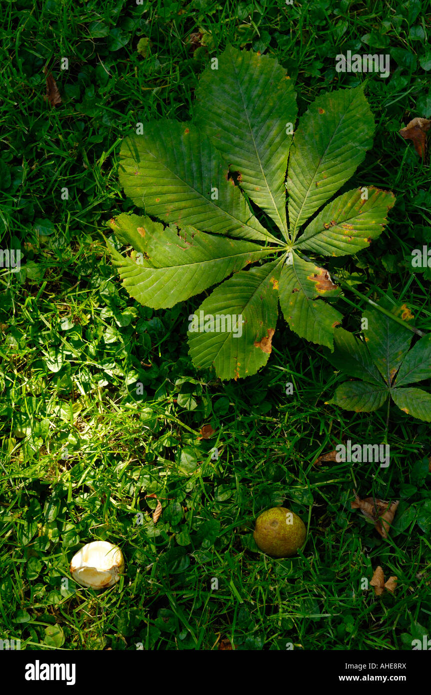 Native chestnut hi-res stock photography and images - Alamy