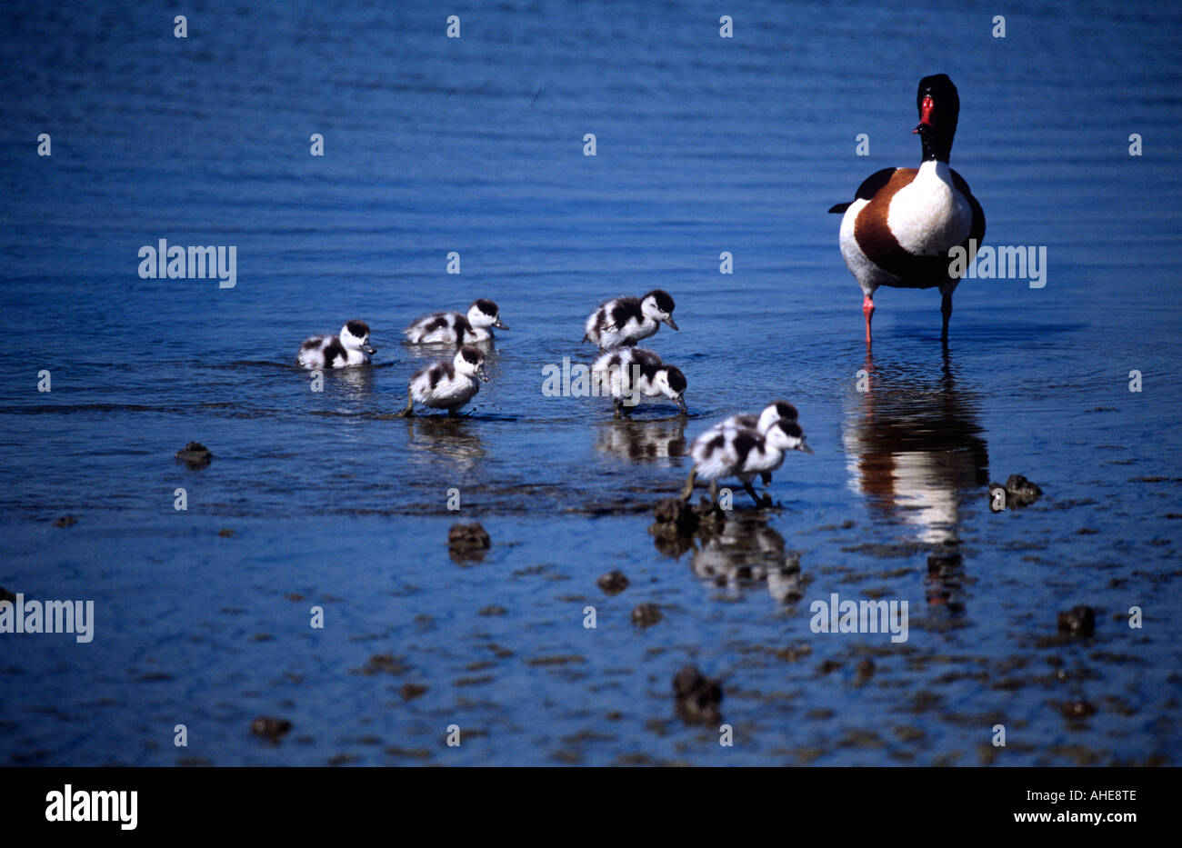 Shell spring hi-res stock photography and images - Alamy