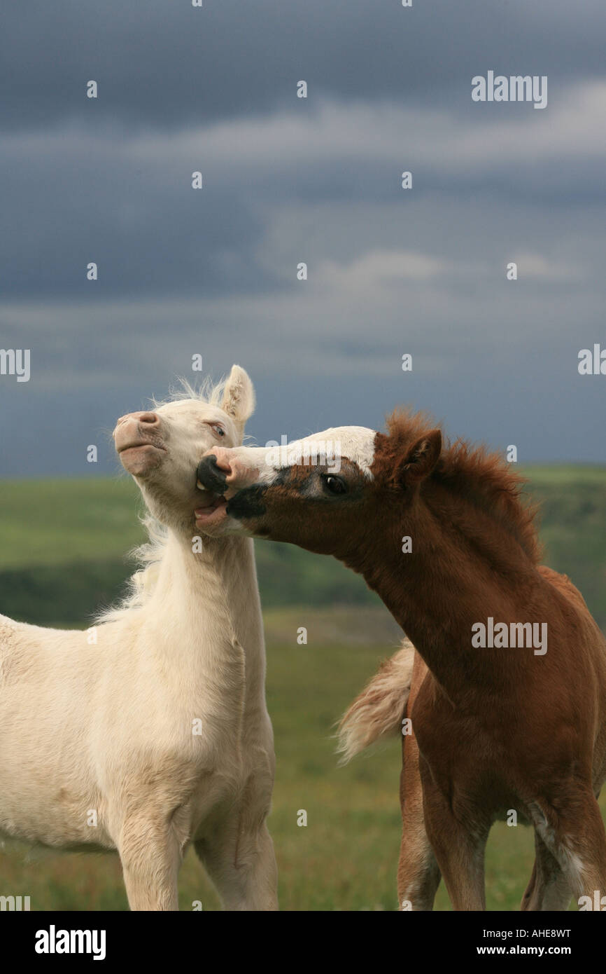 Two foals playing Stock Photo - Alamy