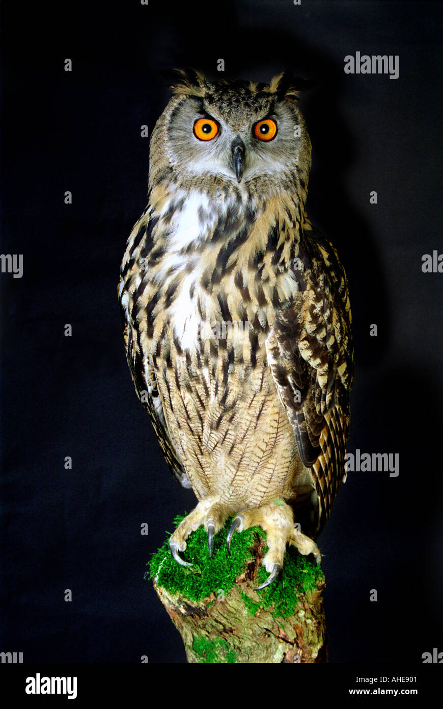 European Eagle Owl, Bubo bubo Stock Photo - Alamy