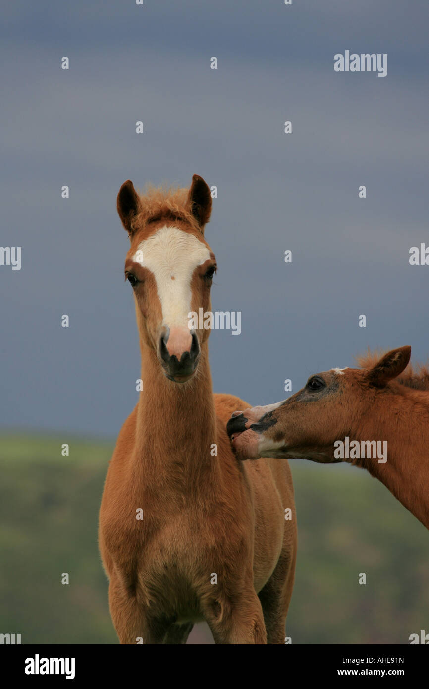 Two foals playing Stock Photo - Alamy