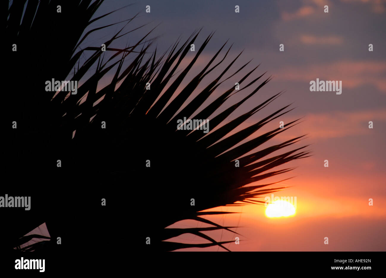 Cyprus beach. Sunset palm tree on beach Ayia Napa on the Mediterranean ...