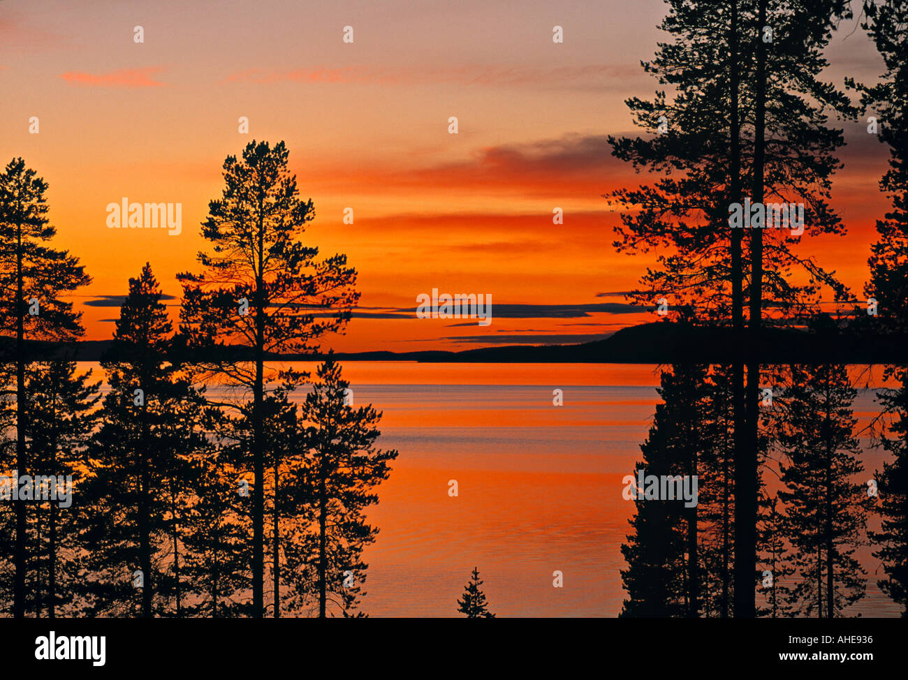 Laponia Trees, Lappland, Sweden Stock Photo - Alamy