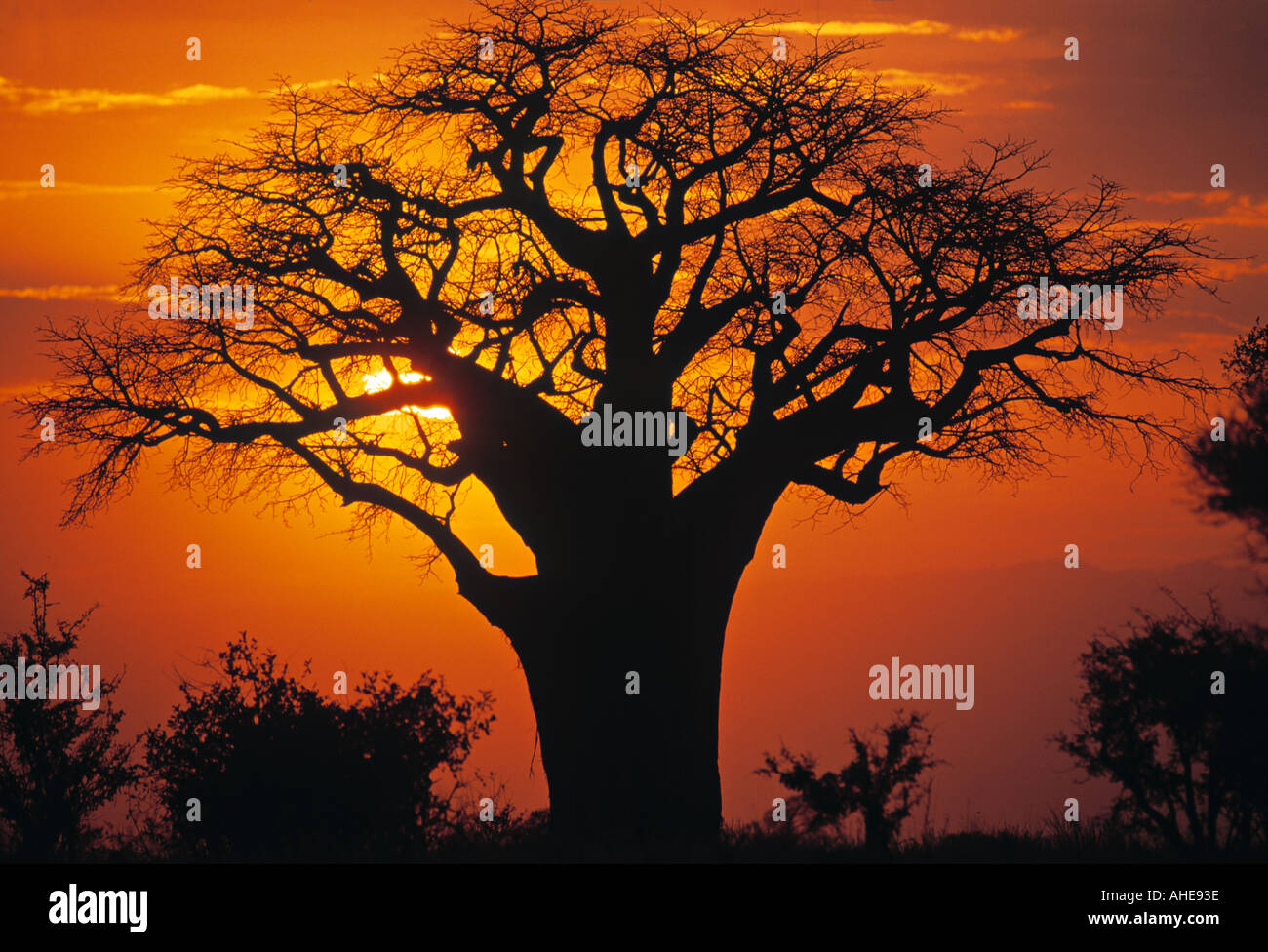 Baobab Trees, Ruaha National Park, SW Tanzania Stock Photo - Alamy