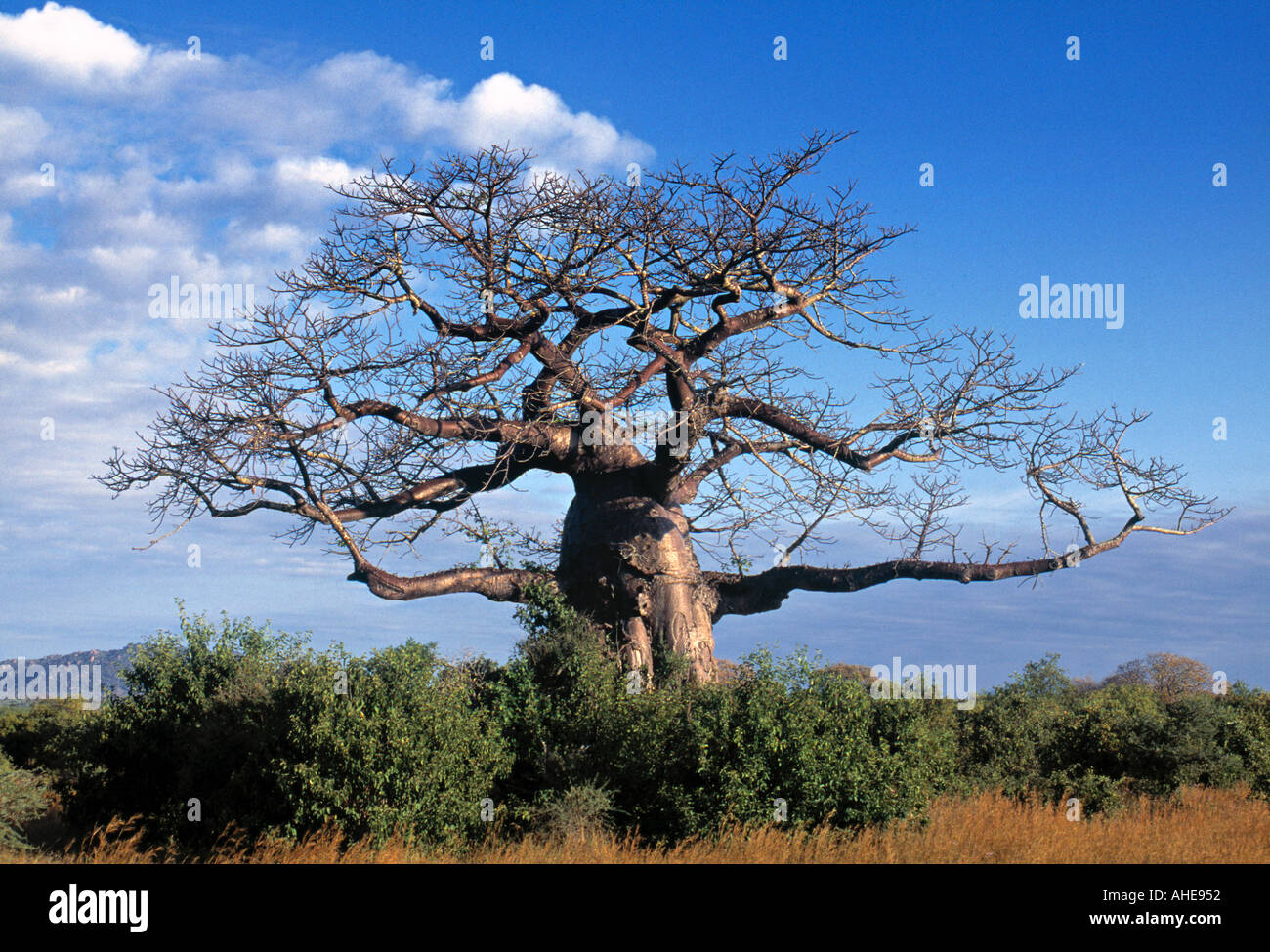 Baobab Tree, Ruaha National Park, SW Tanzania Stock Photo - Alamy