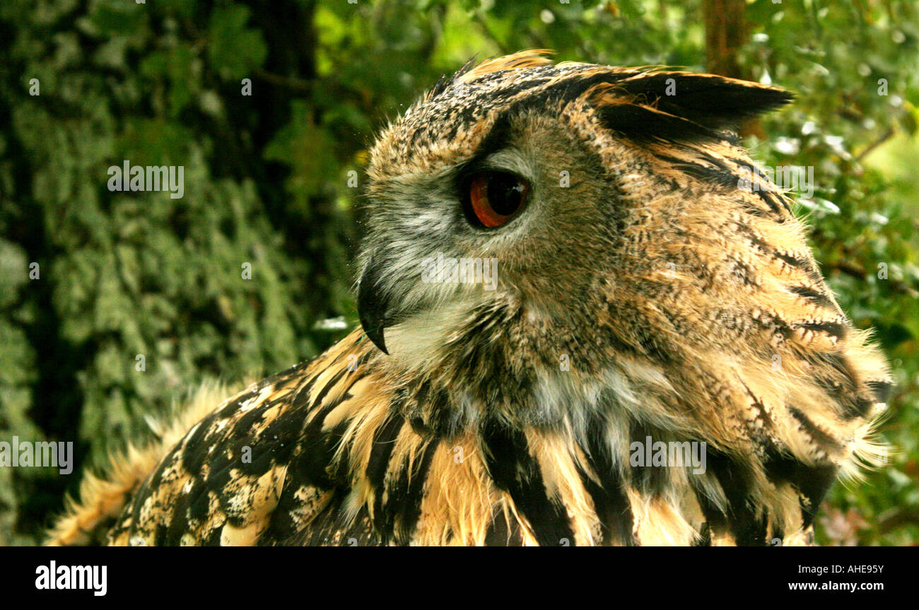 European owls hi-res stock photography and images - Alamy