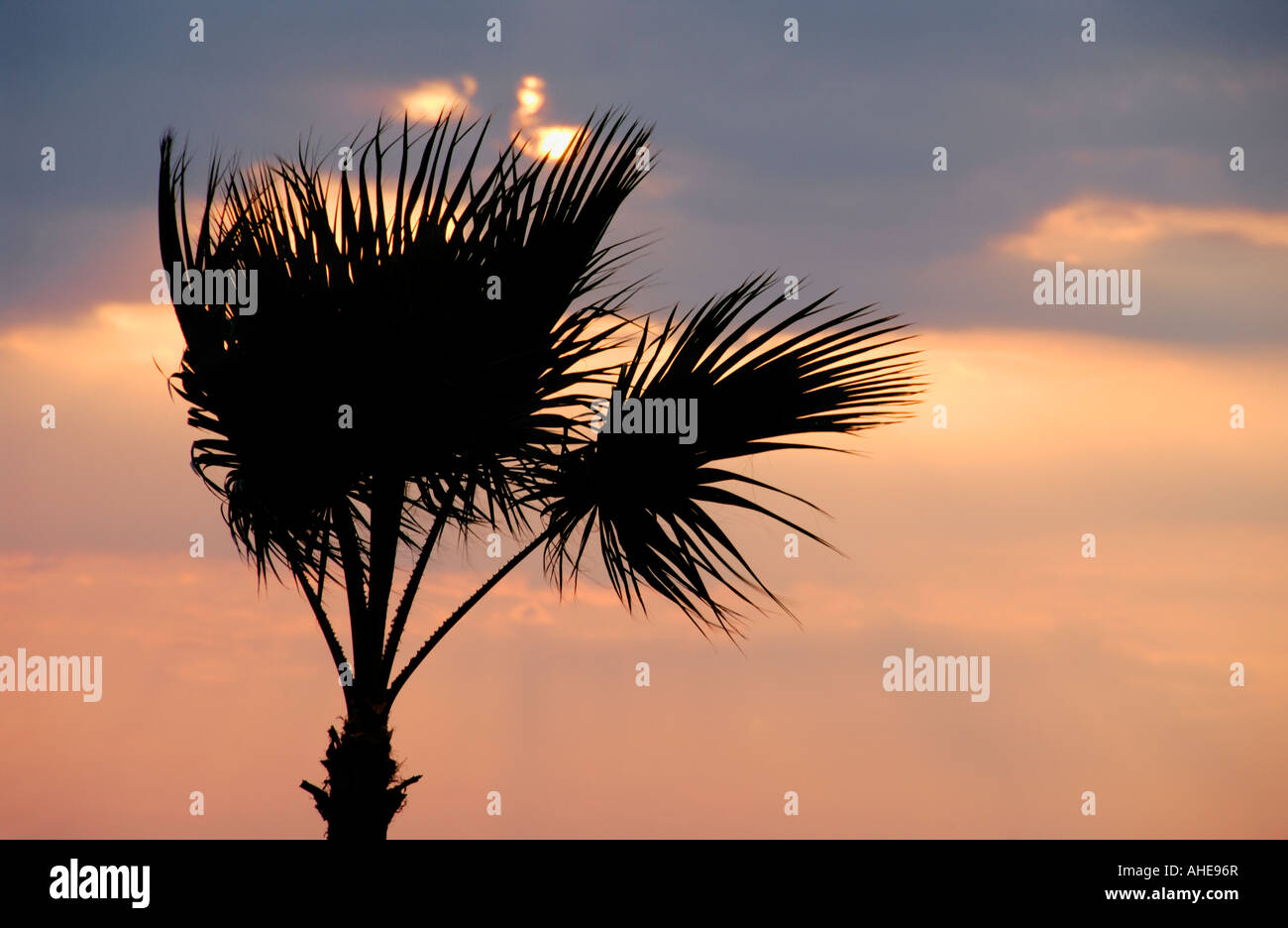 Cyprus beach. Sunset palm tree on beach Ayia Napa on the Mediterranean ...