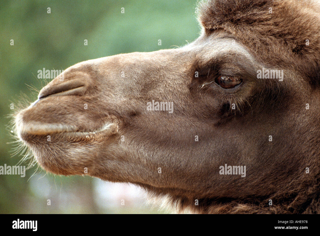 Two hump camel hi-res stock photography and images - Alamy