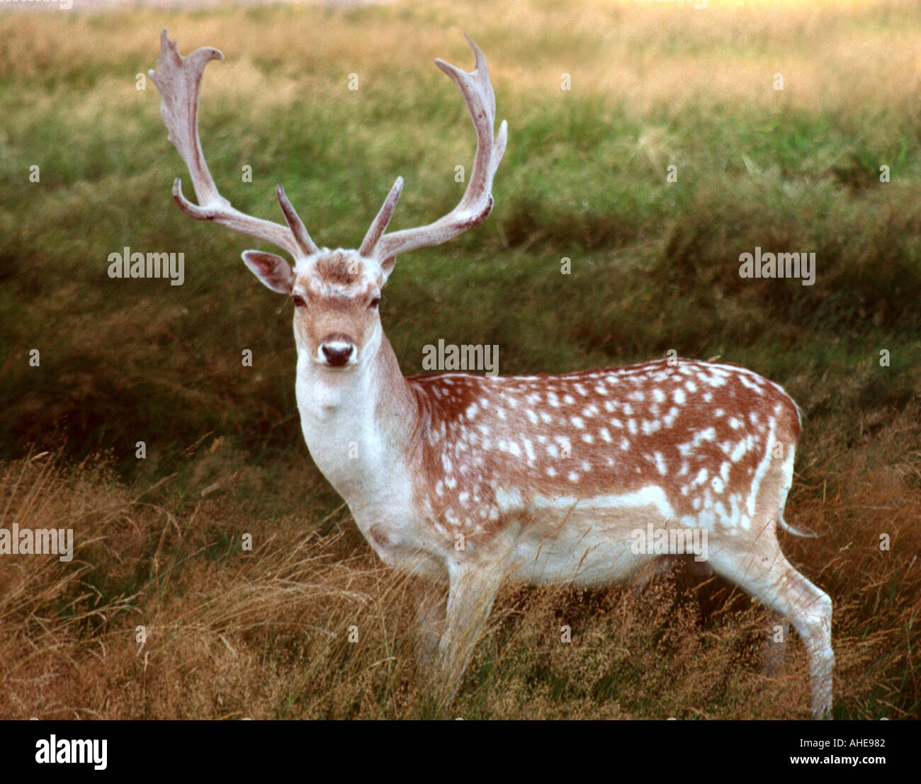 European Fallow Deer, Dama dama Stock Photo - Alamy