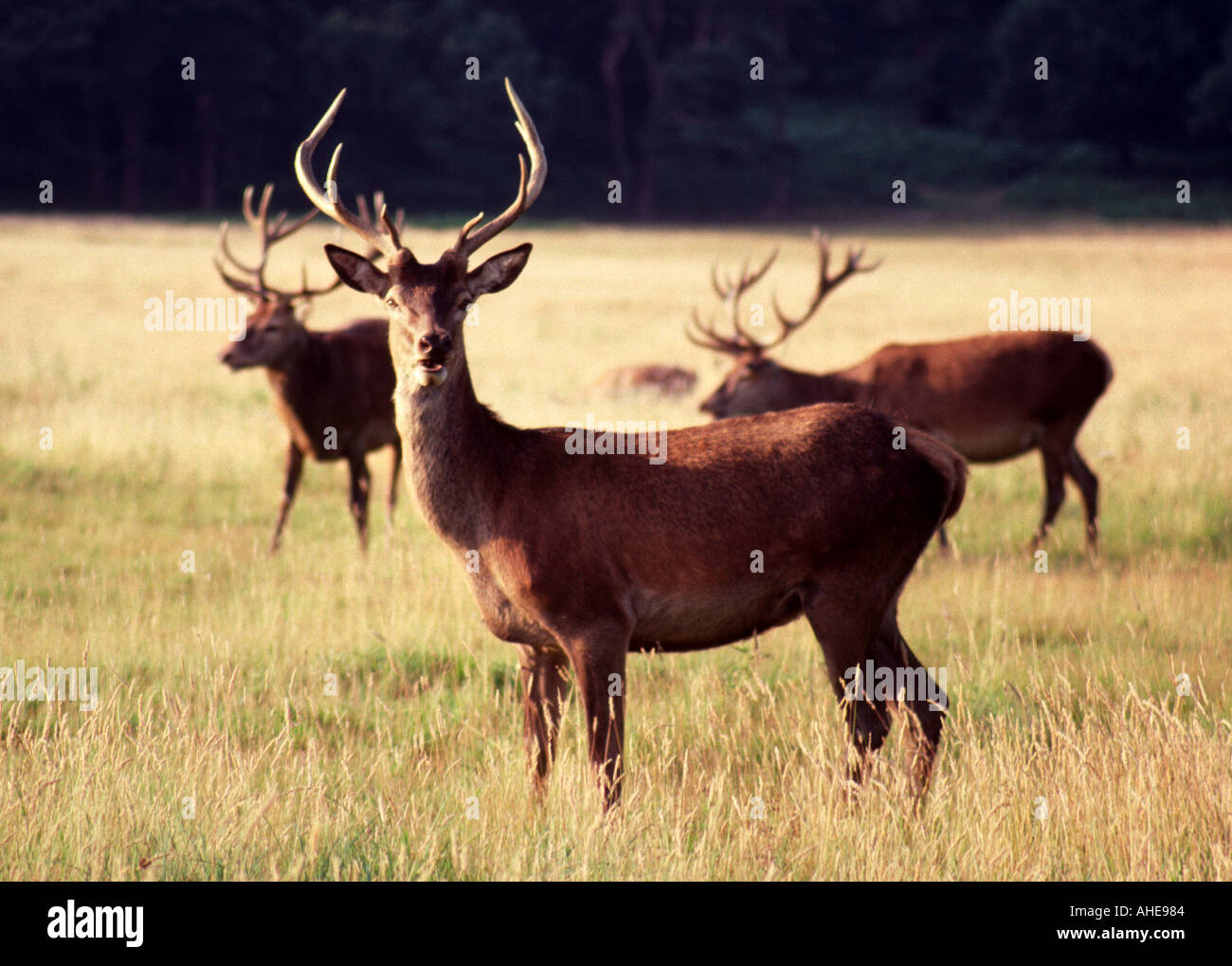 A Group of Three Red Deer, Cervus elaphus Stock Photo - Alamy