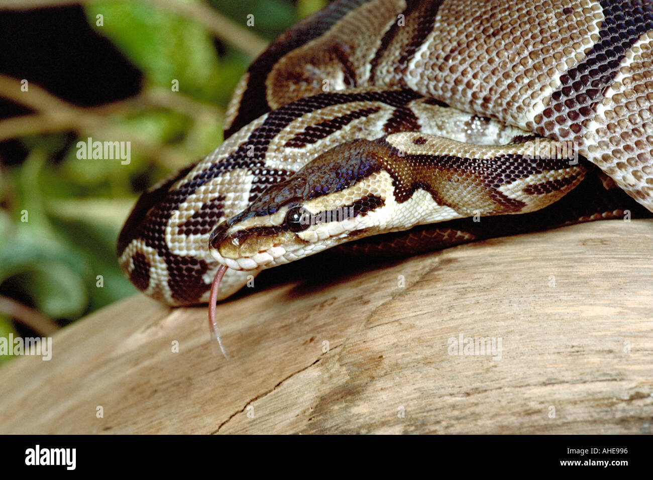 Royal or Ball Python, Python Regius, Pythonidae Stock Photo - Alamy