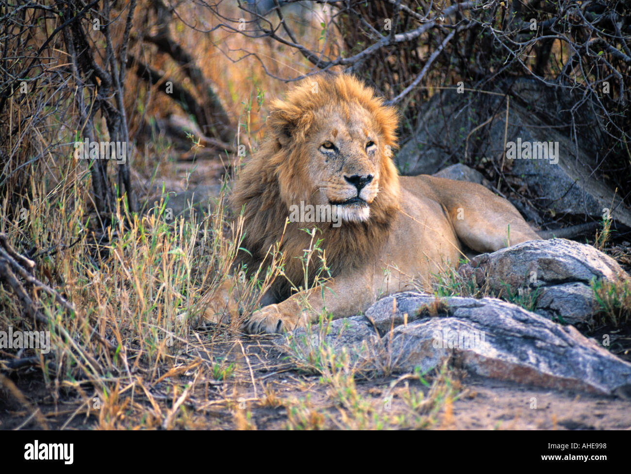 Male Lion, Maasai Mara Game Reserve, Kenya Stock Photo - Alamy