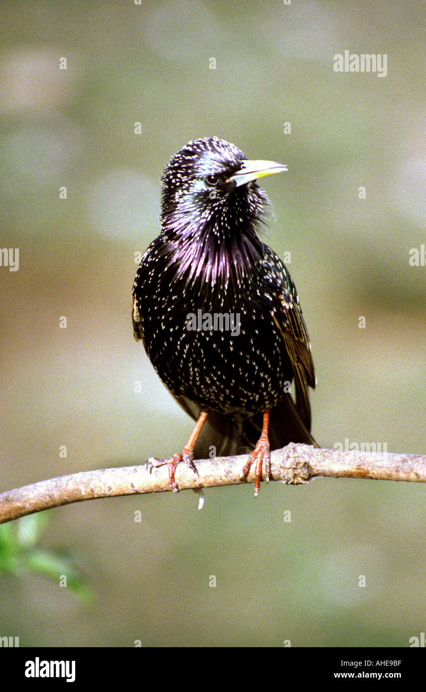 European starling sturnus vulgaris hi-res stock photography and images ...