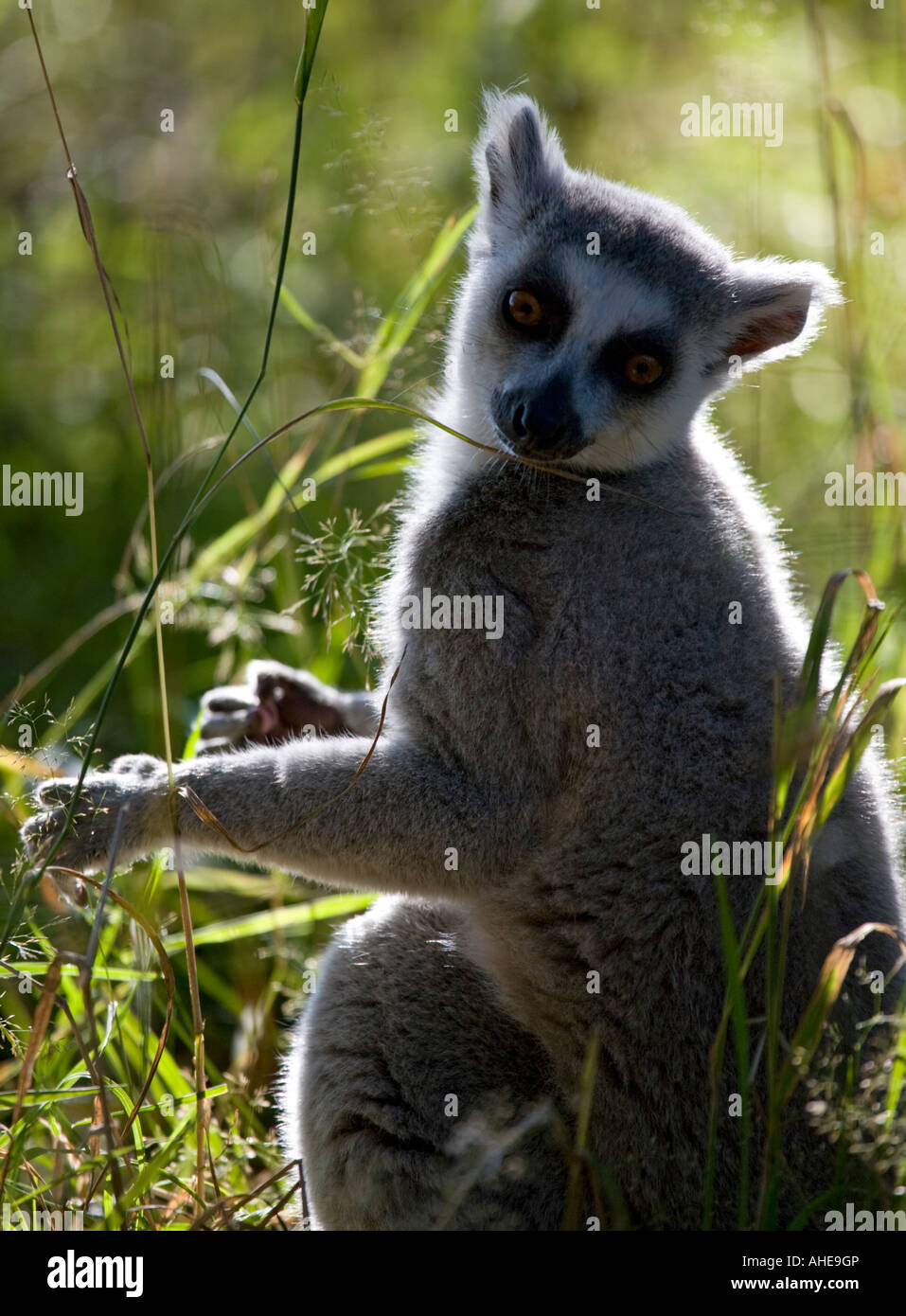 Ring tailed lemur Lemur catta sitting in long grass Stock Photo - Alamy