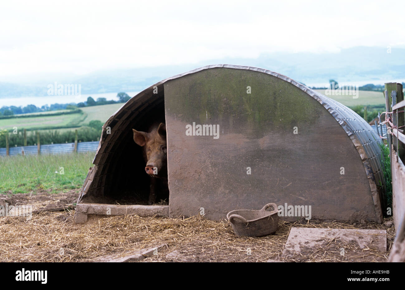 Pig at farm hi-res stock photography and images - Alamy