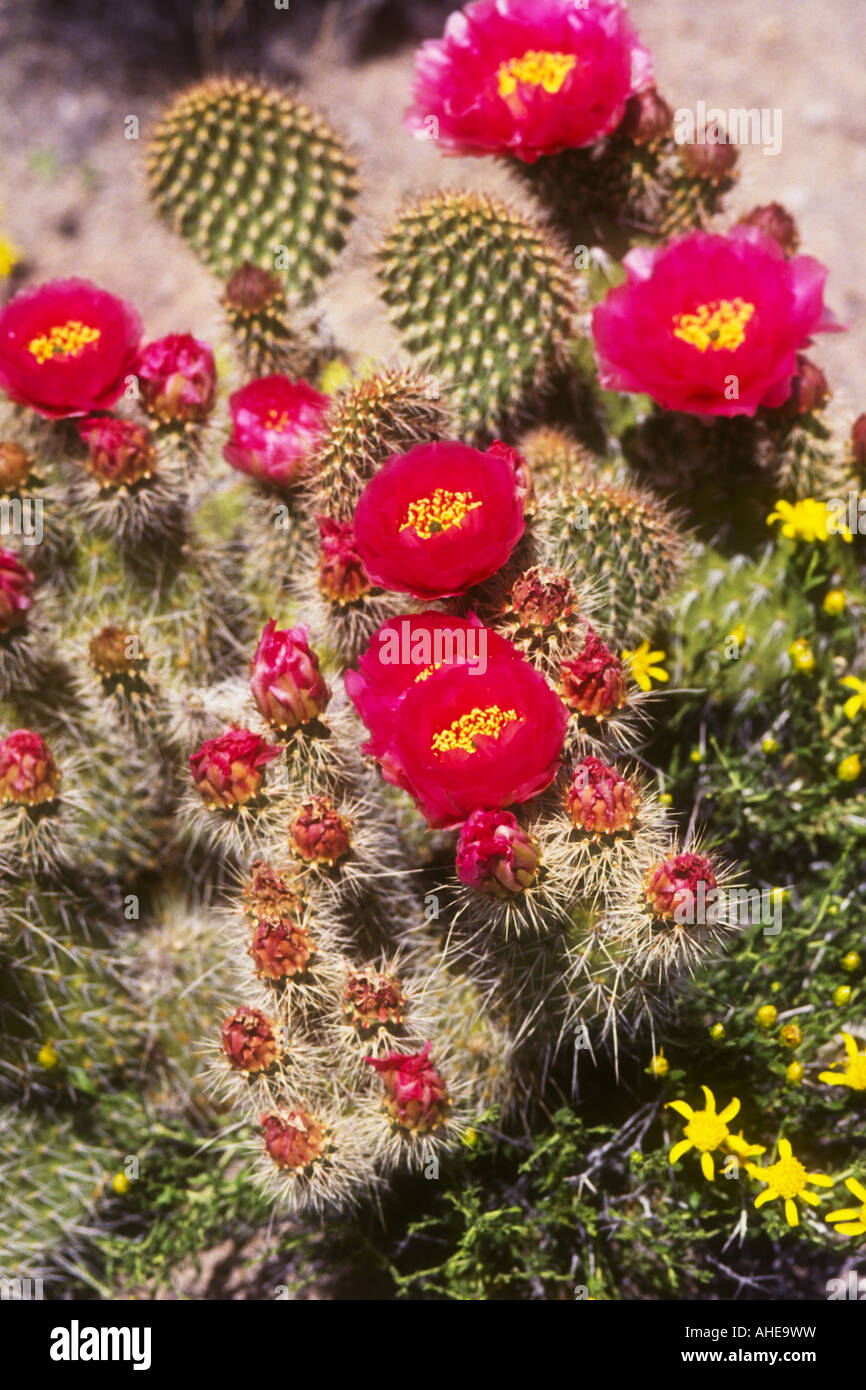 Prickly Pear cactus in bloom Stock Photo - Alamy