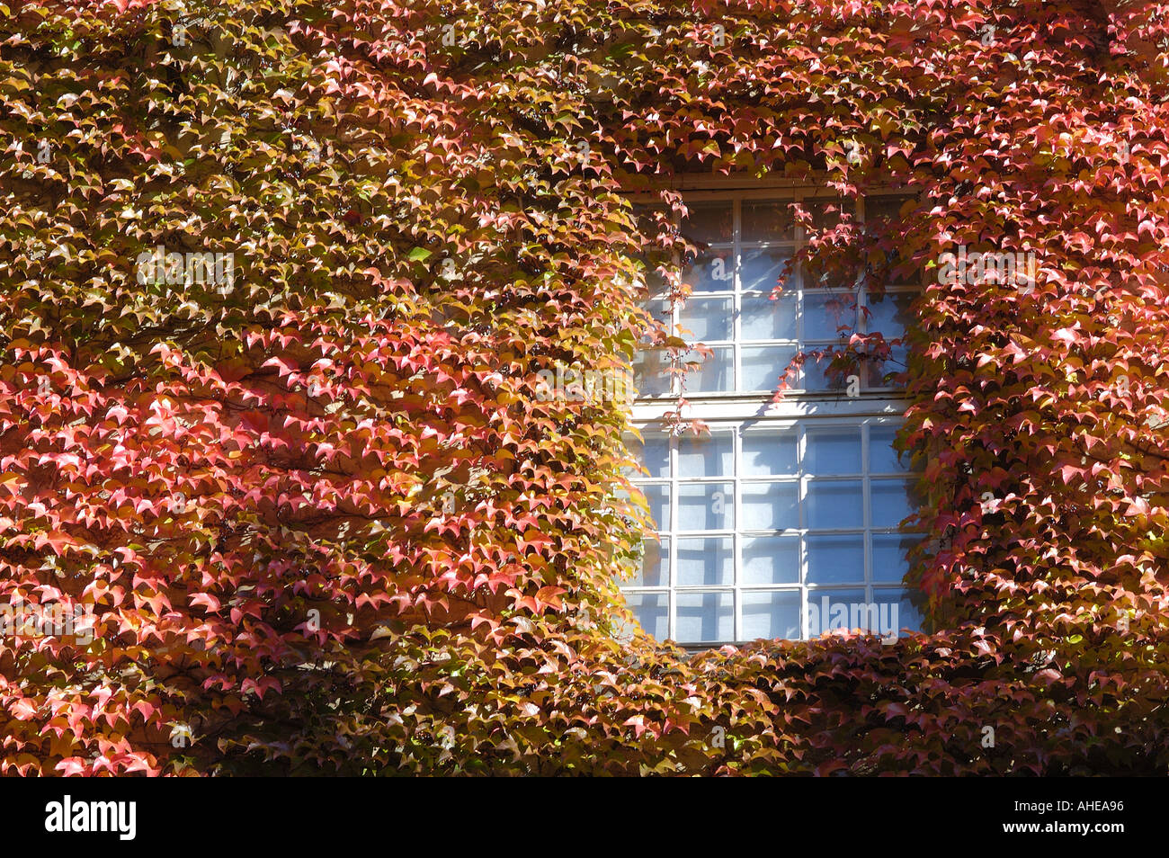 Colorful wild vine frames a window Stock Photo - Alamy