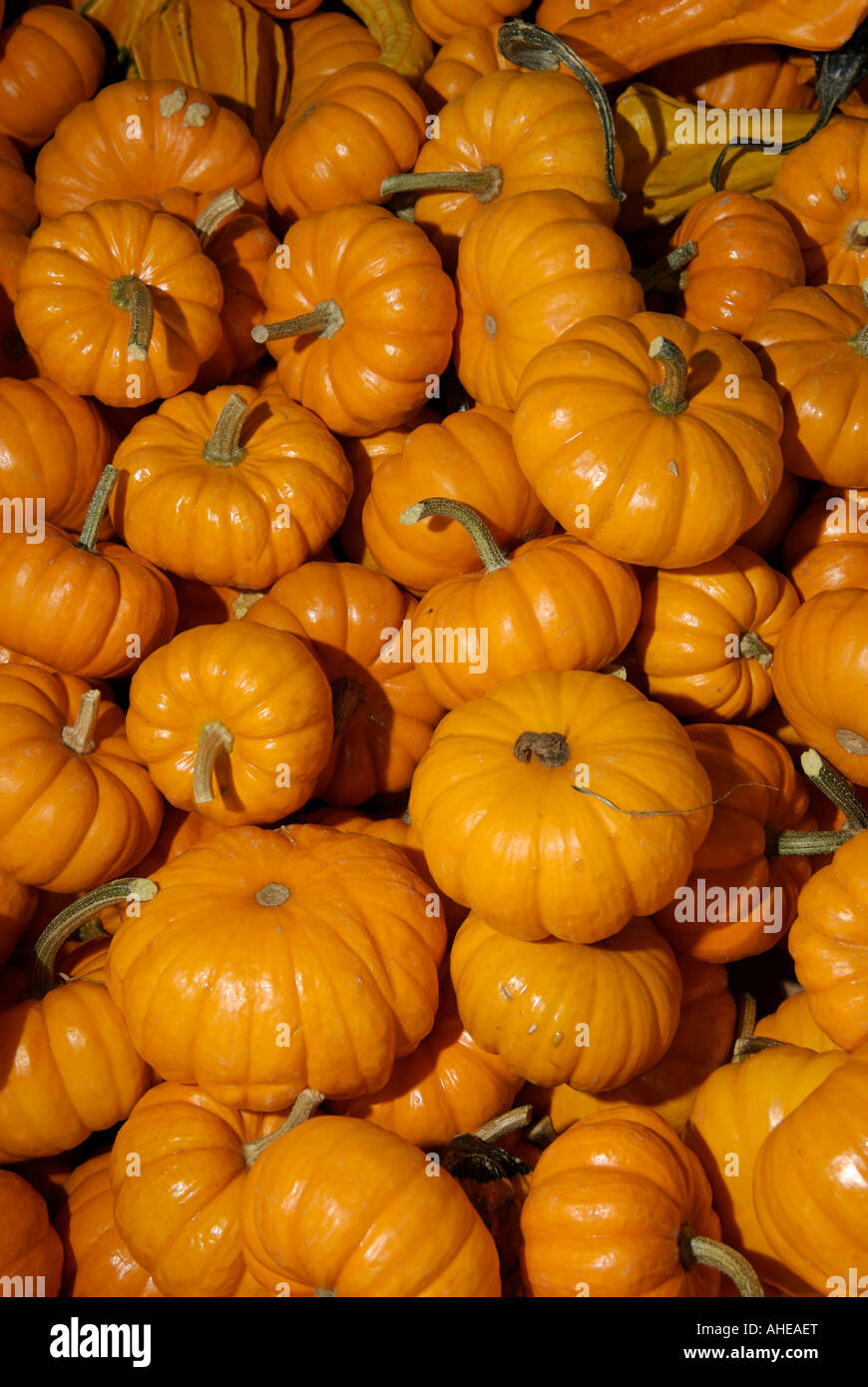 Pile of miniature pumpkins for sale at a local roadside fruit stand in ...