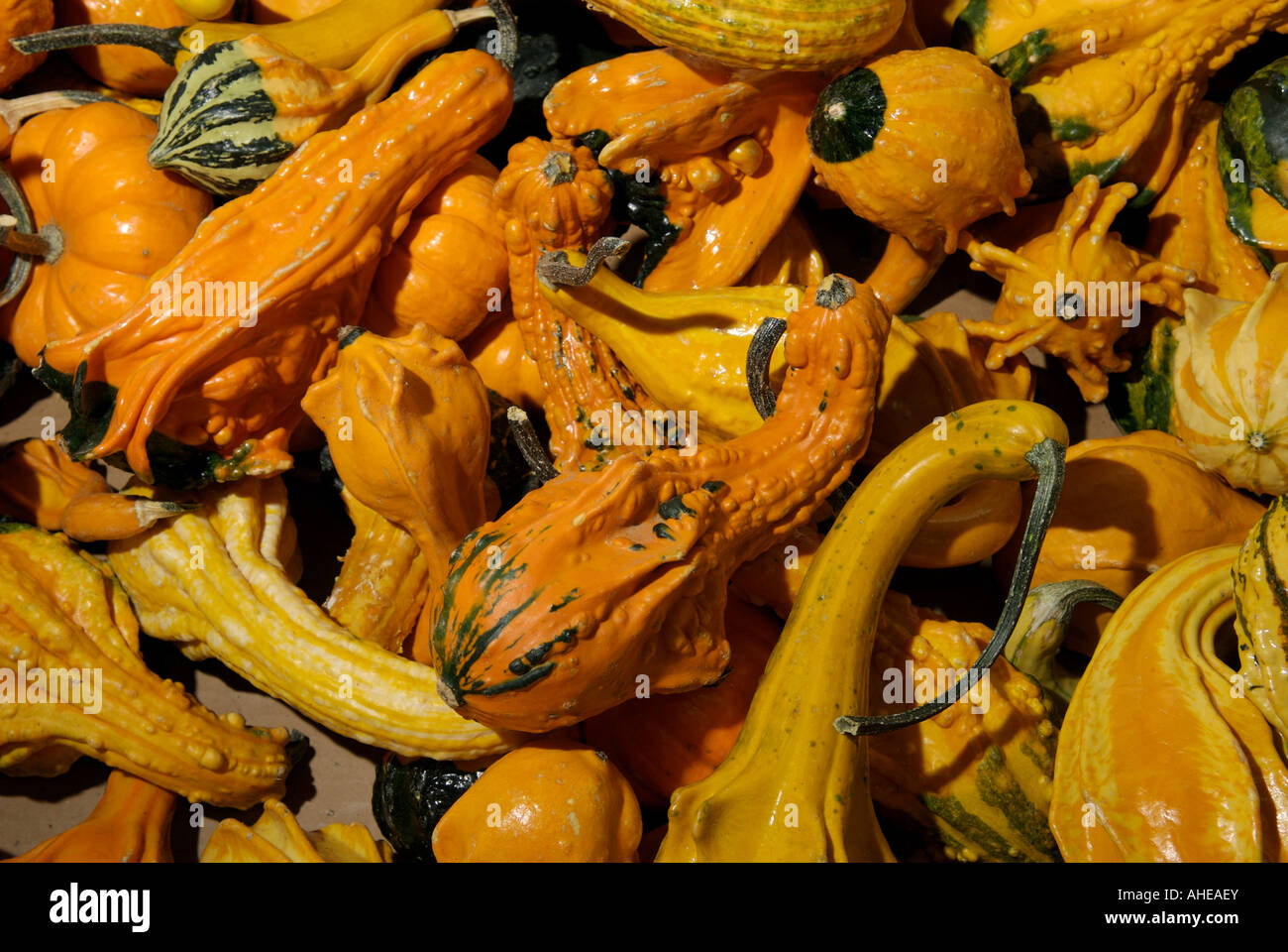 Pile of Autumn Wings Gourds (Cucurbita pepo) for sale at a local ...