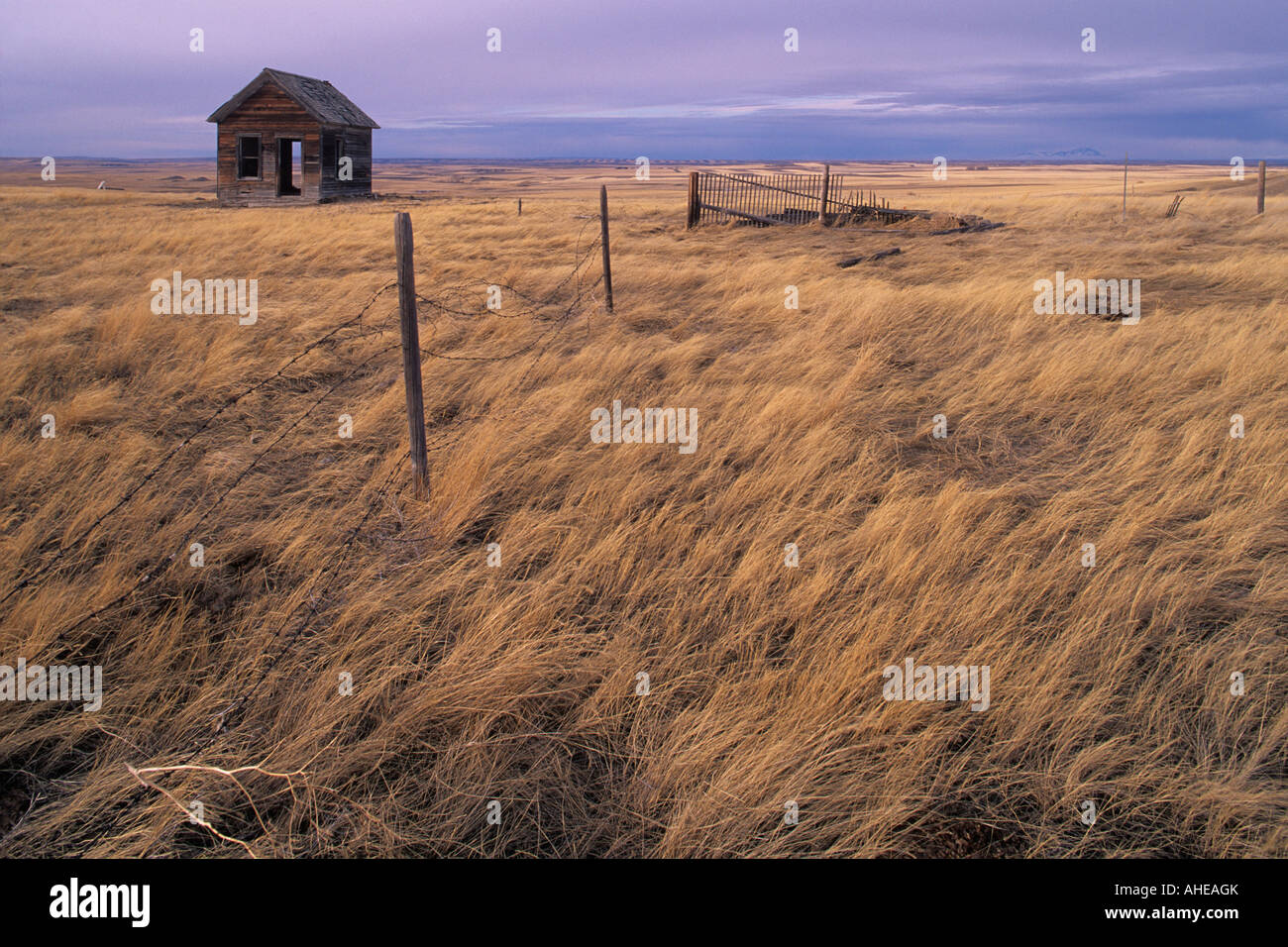 USA Montana Abandoned farmhouse and barbed wire fence on prairie near ...