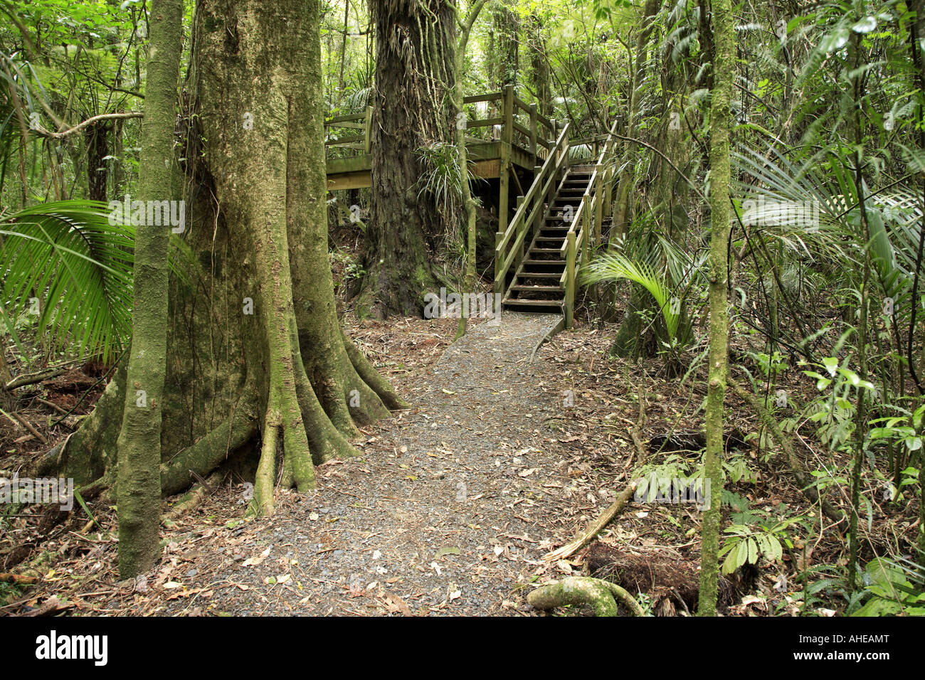 Trail in forest Stock Photo - Alamy