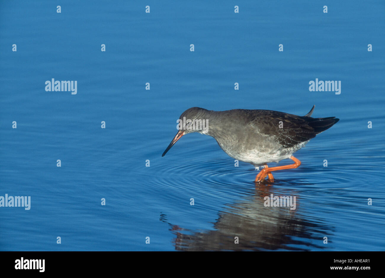 Common Redshank Tringa totanus adult feeding in shallow water ...