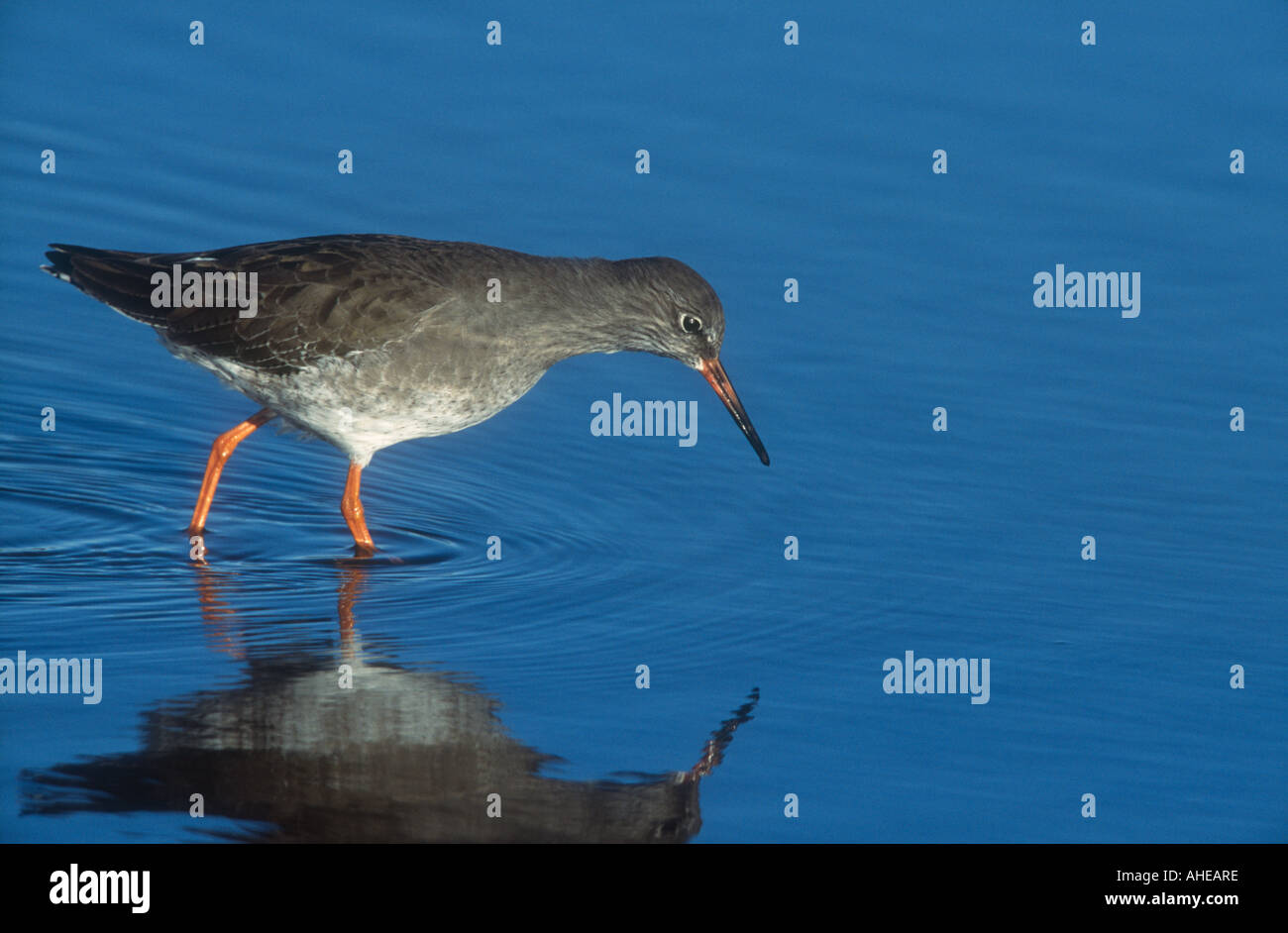 Common Redshank Tringa totanus adult feeding in shallow water ...