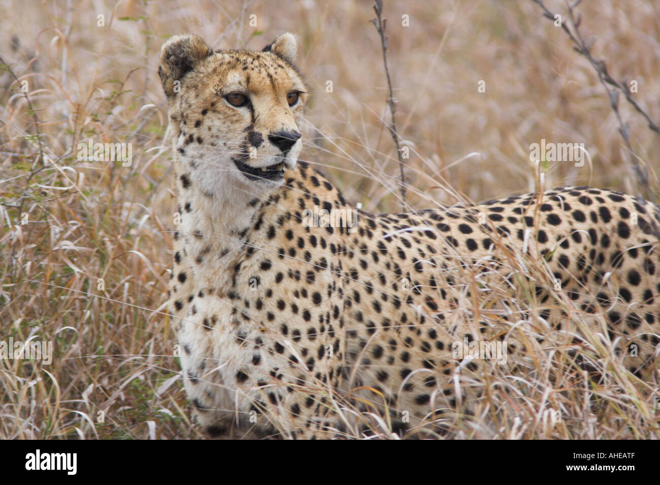 Cheetah in South Africa Stock Photo - Alamy