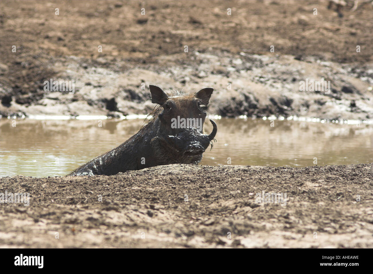 Common Warthog wallowing in mud South Africa Stock Photo - Alamy