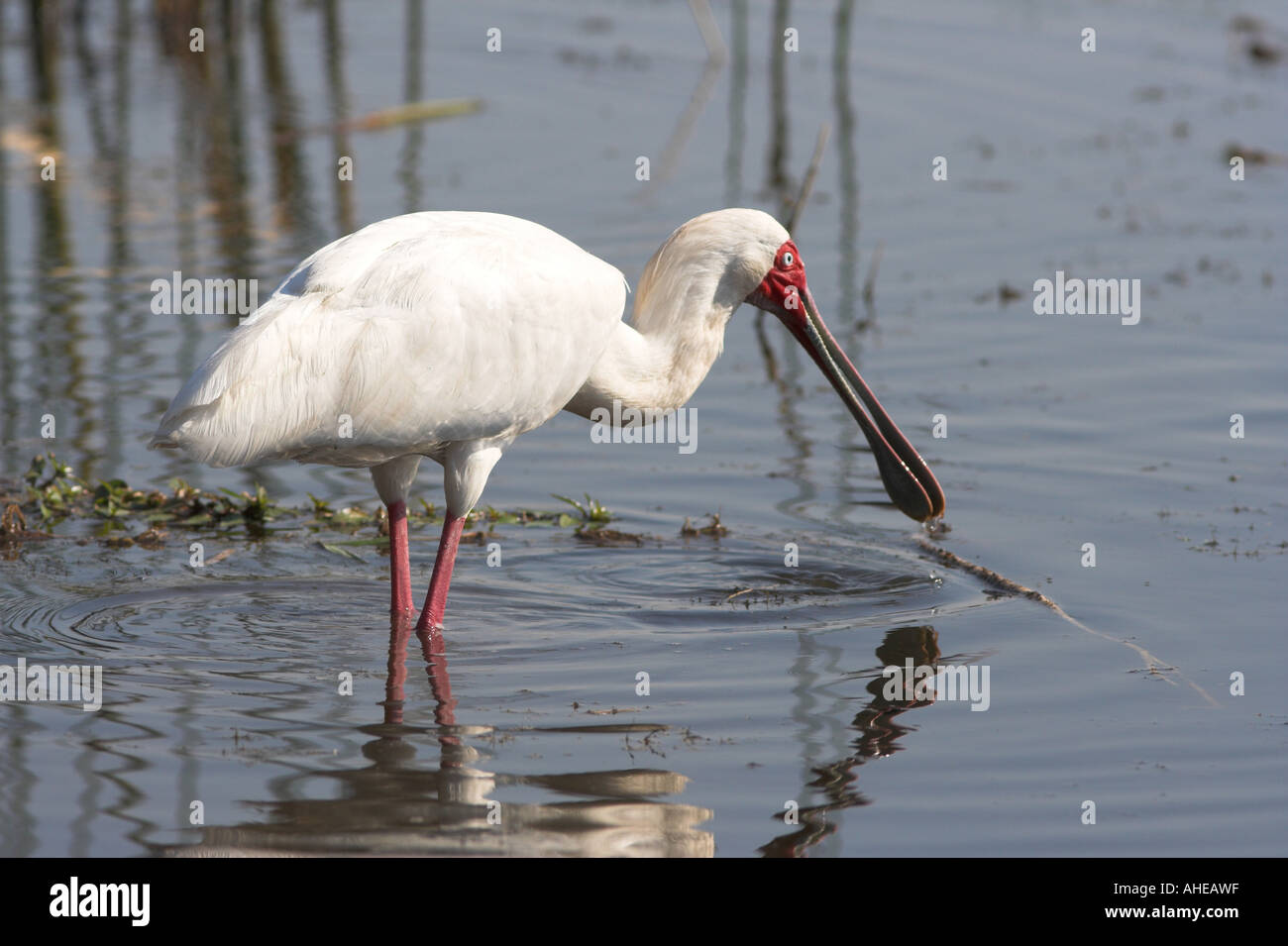 African Spoonbill (platalea alba) at a lake, South Africa Stock Photo ...