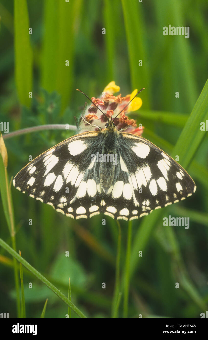 Marbled White Butterfly Melanargia galathea at rest with wings open on ...