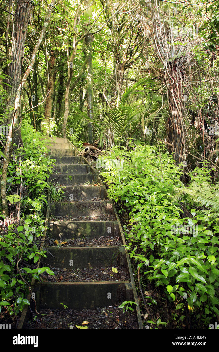 Steps in forest Stock Photo - Alamy