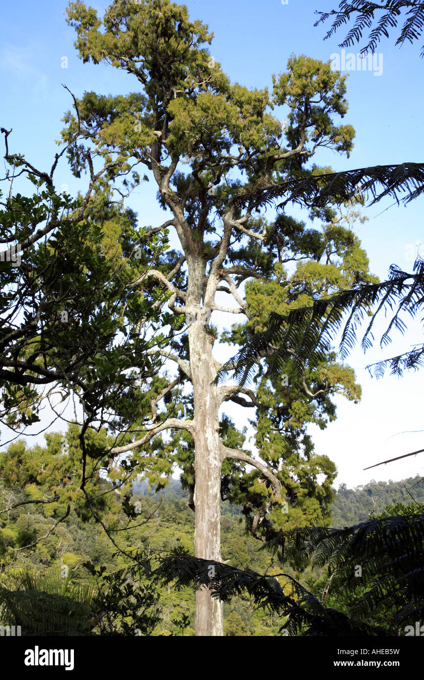 Large tree in New Zealand forest Stock Photo - Alamy
