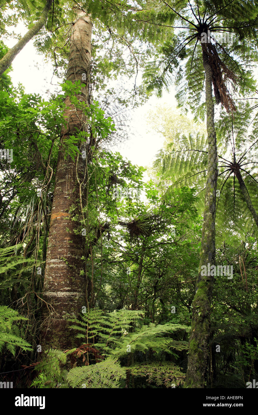 New Zealand forest Stock Photo - Alamy