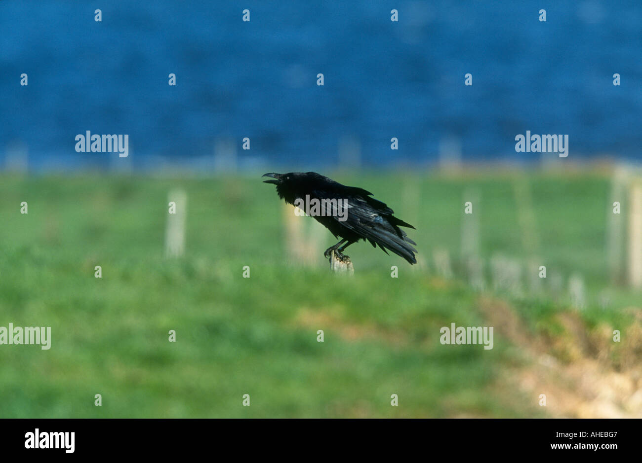 Raven Orkney High Resolution Stock Photography and Images - Alamy