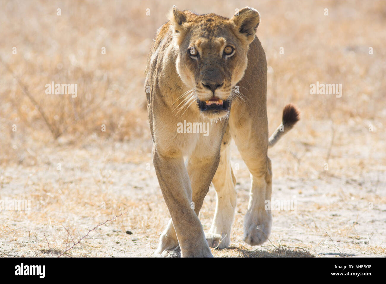 African Lioness walking in South Africa Stock Photo - Alamy