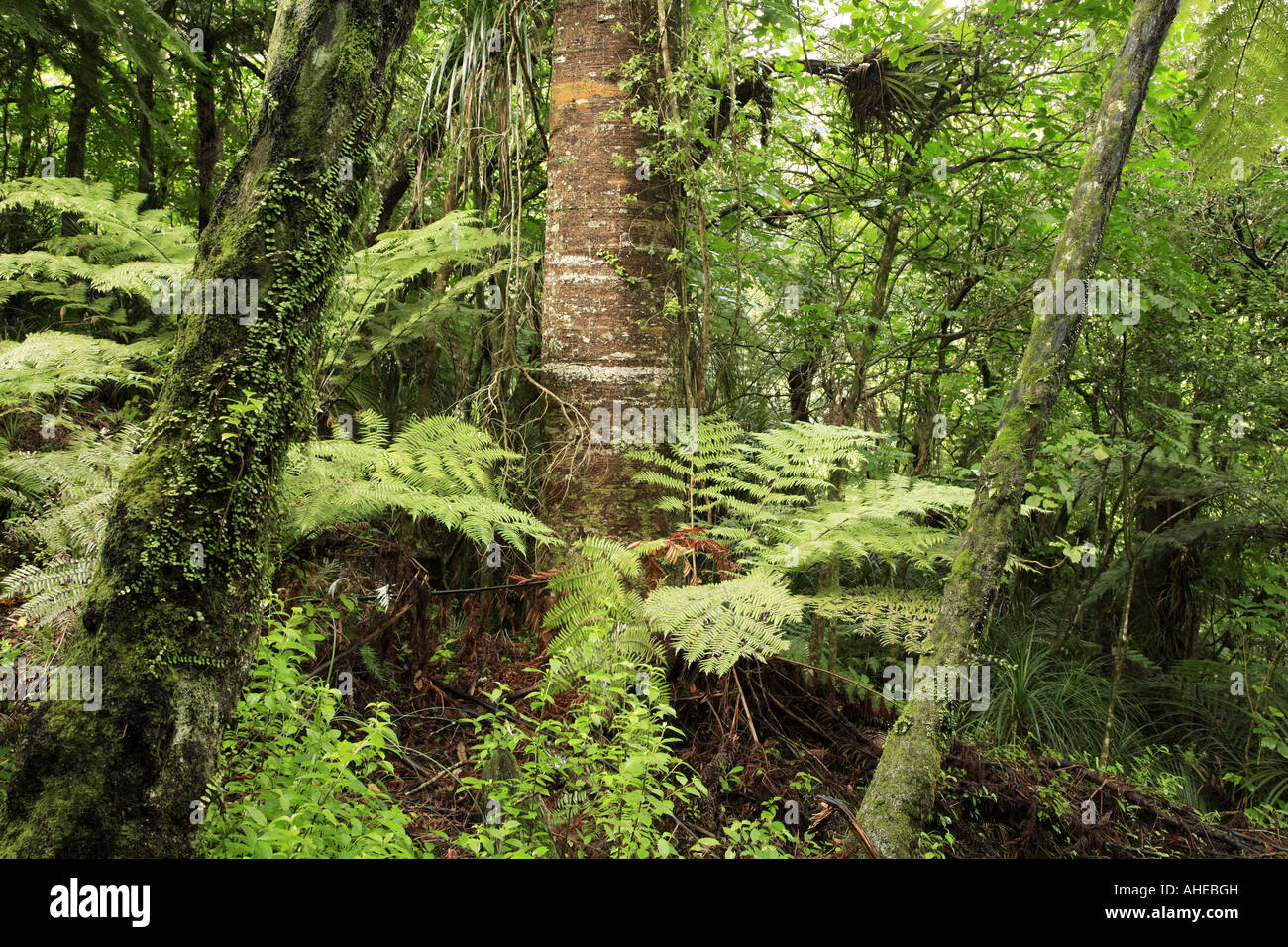 New Zealand forest Stock Photo - Alamy