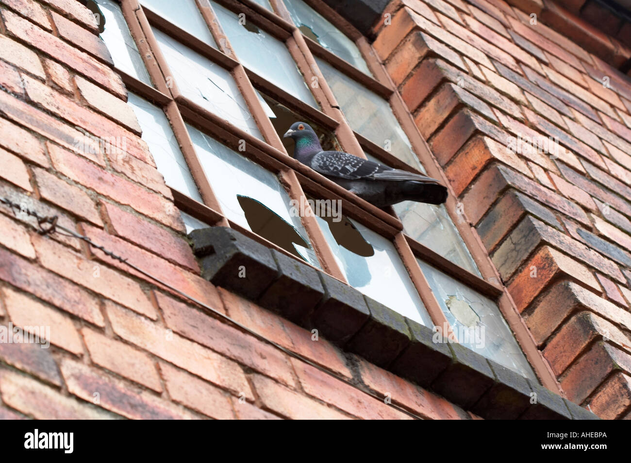 Pigeon perched in broken window Stock Photo - Alamy