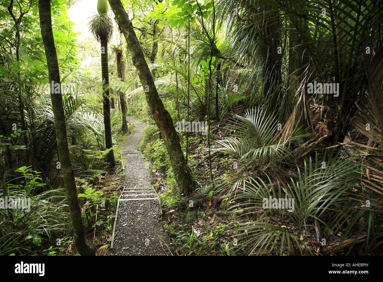 Walking trail inside lush New Zealand rainforest Stock Photo - Alamy