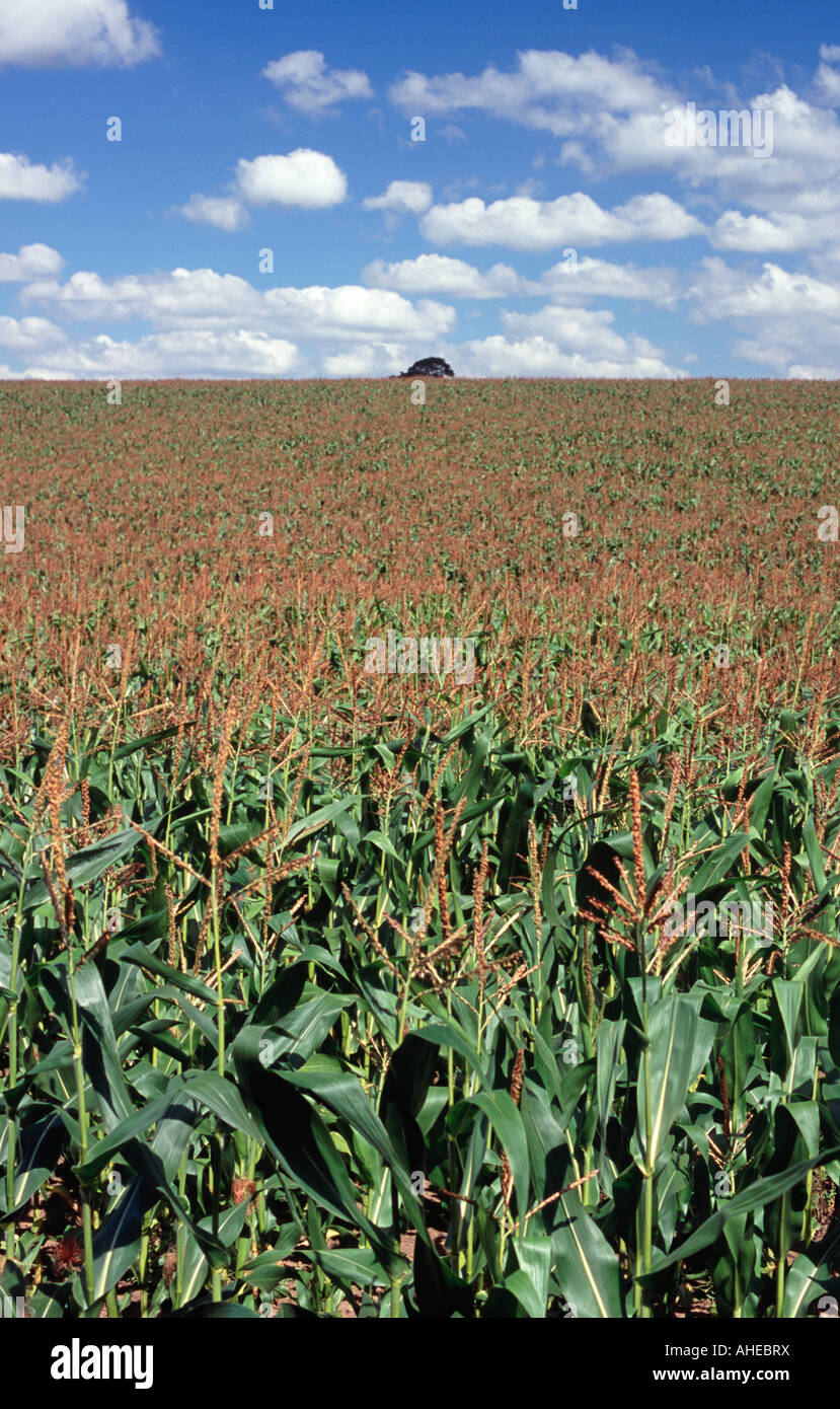 Stalks of corn to horizon with single tree centre under a blue sky full ...