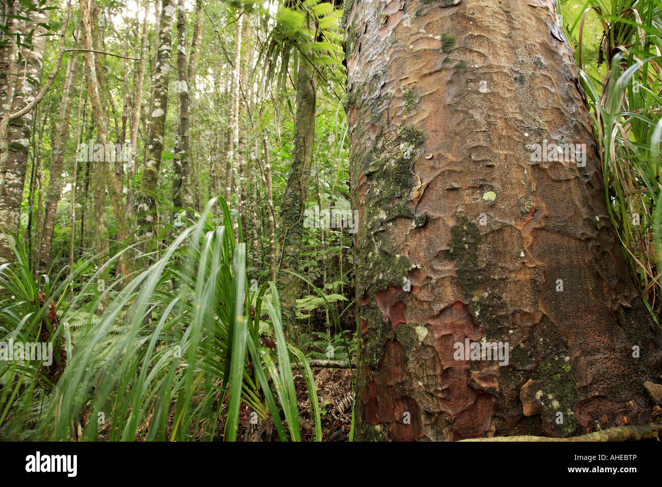 Large kauri tree hi-res stock photography and images - Alamy