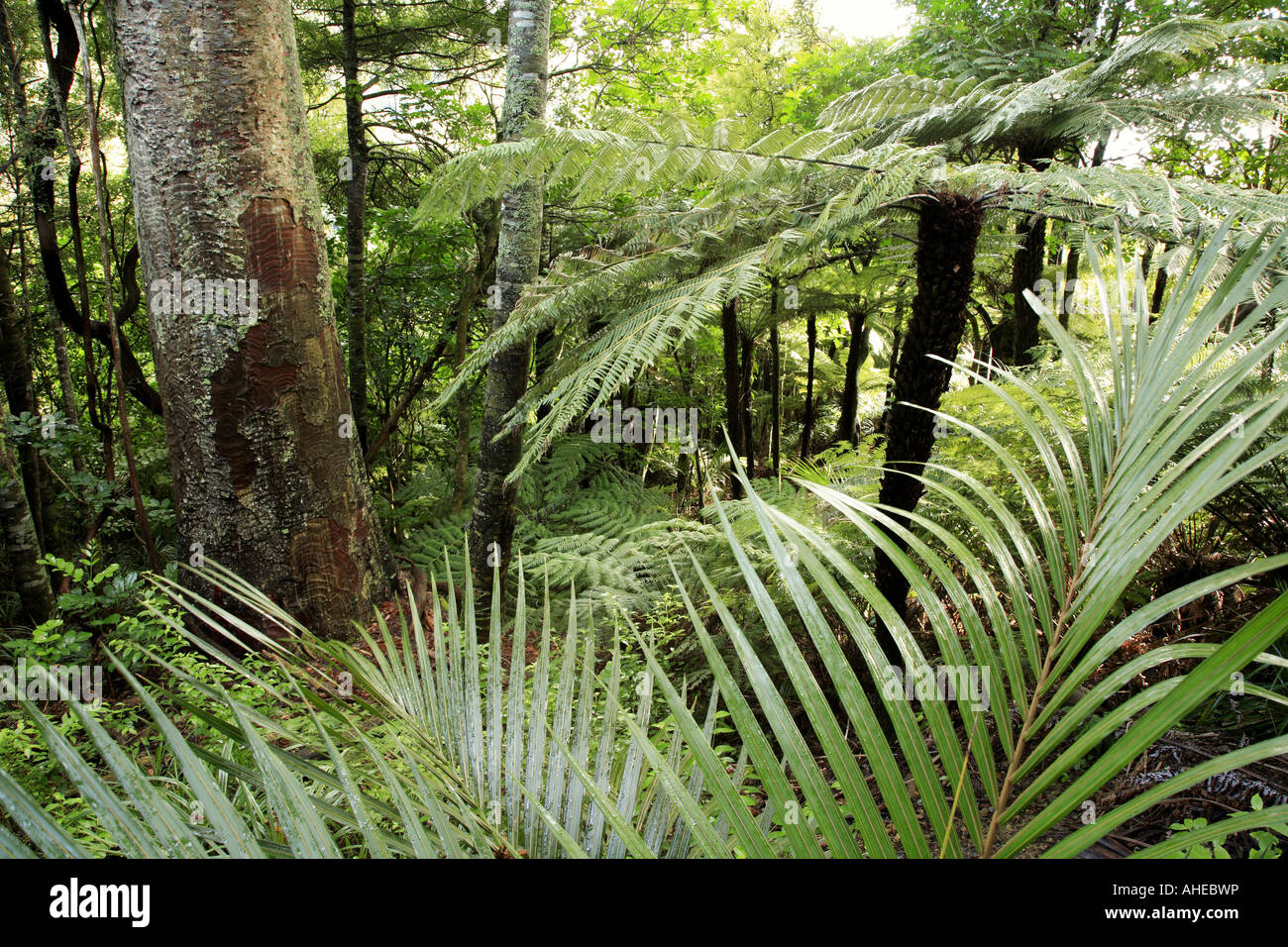 Kauri tree in forest Stock Photo - Alamy