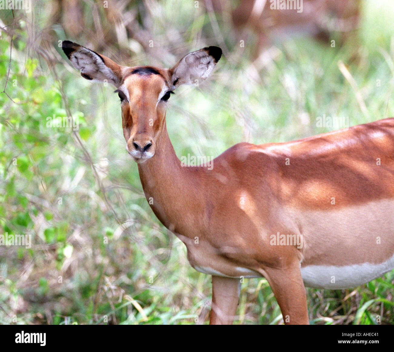 Grants Gazelle in Kenya Africa Stock Photo - Alamy