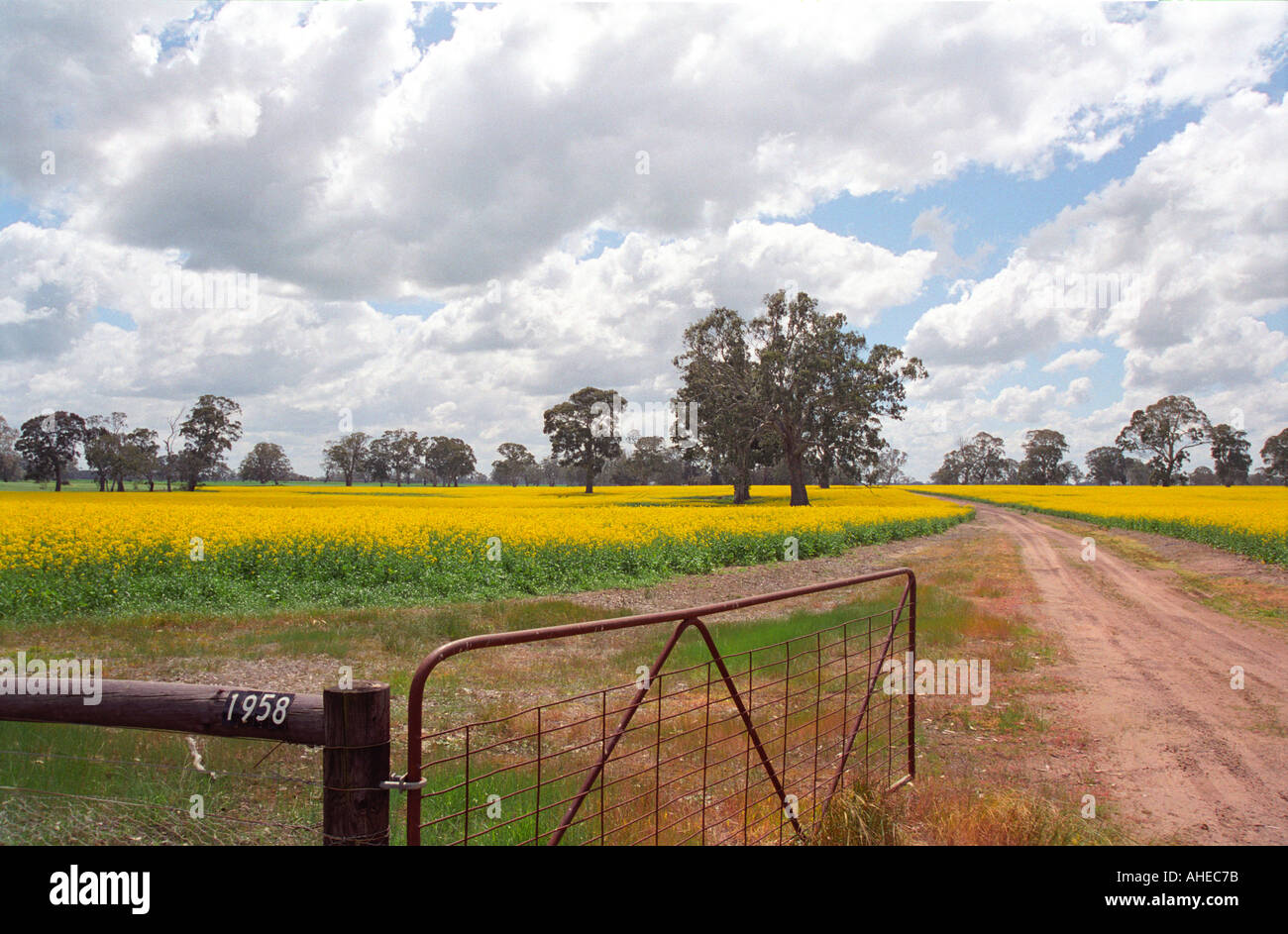 Canola australia nsw hi-res stock photography and images - Alamy