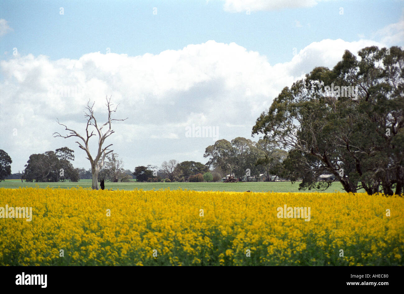 Canola australia nsw hi-res stock photography and images - Alamy
