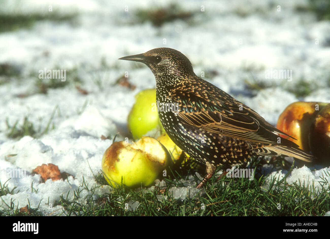 Starling on the feeding ground hi-res stock photography and images - Alamy