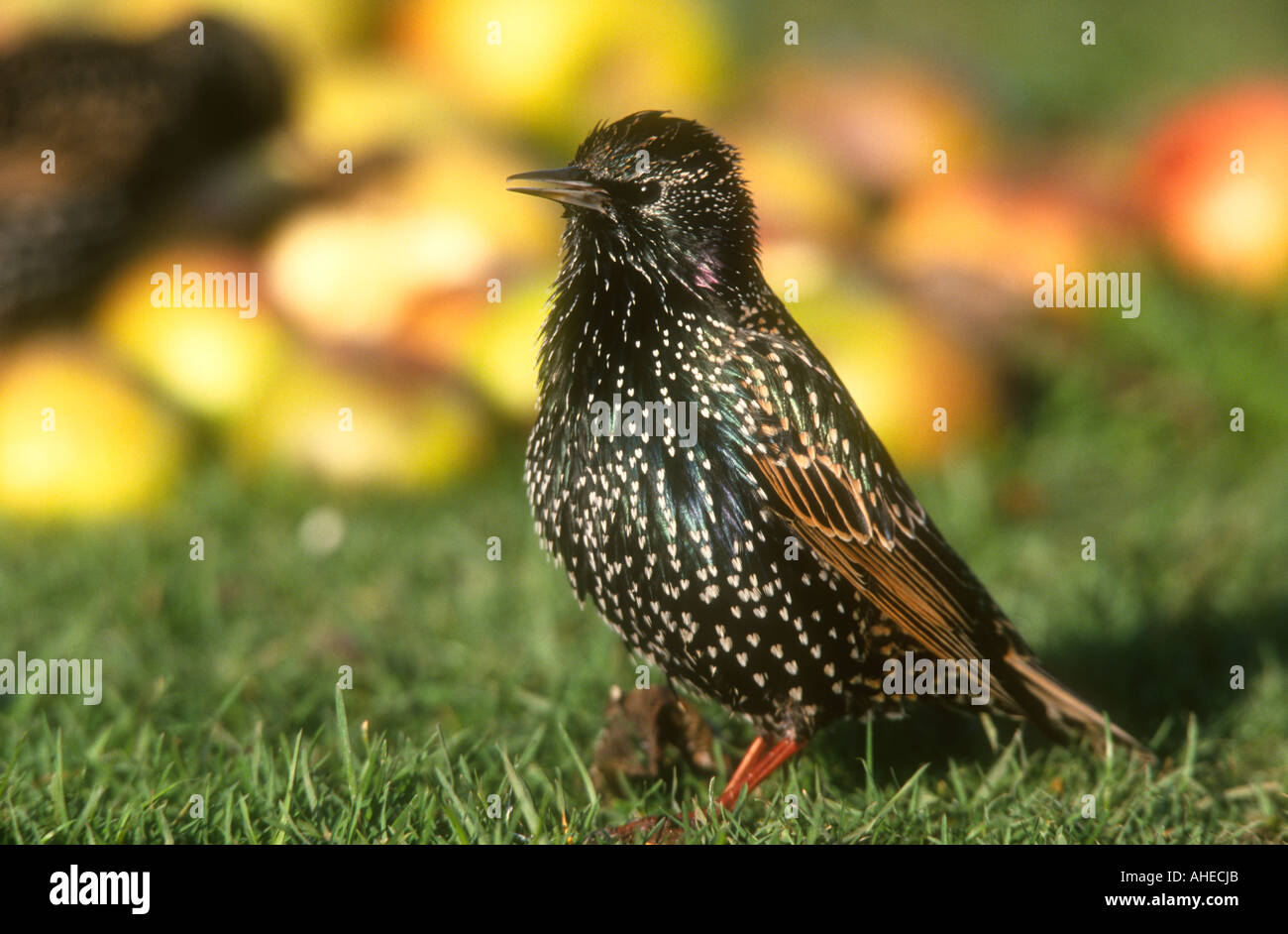 Sstarling hi-res stock photography and images - Alamy