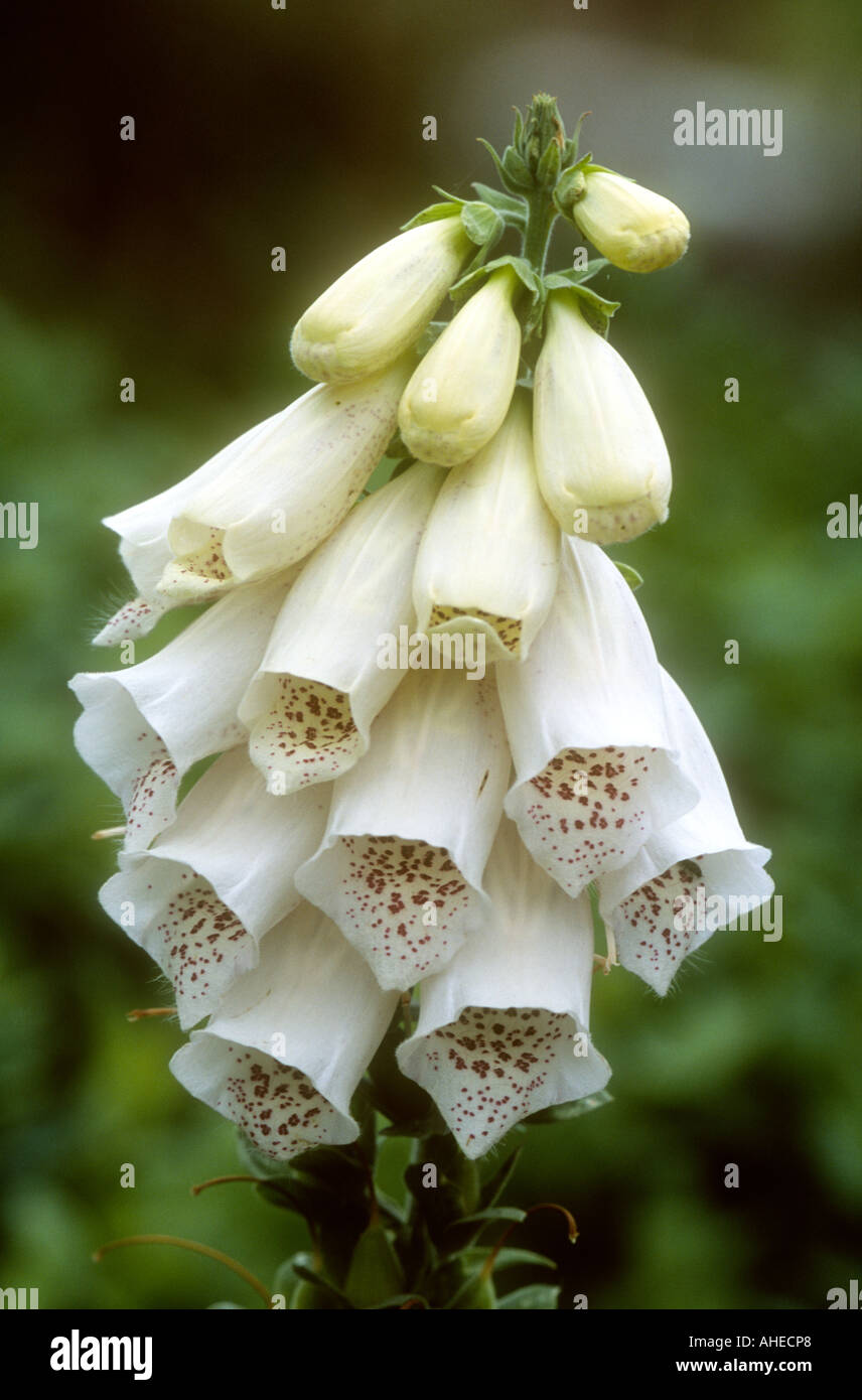 Foxglove Digitalis purpurea white form, close-up of flower spike ...