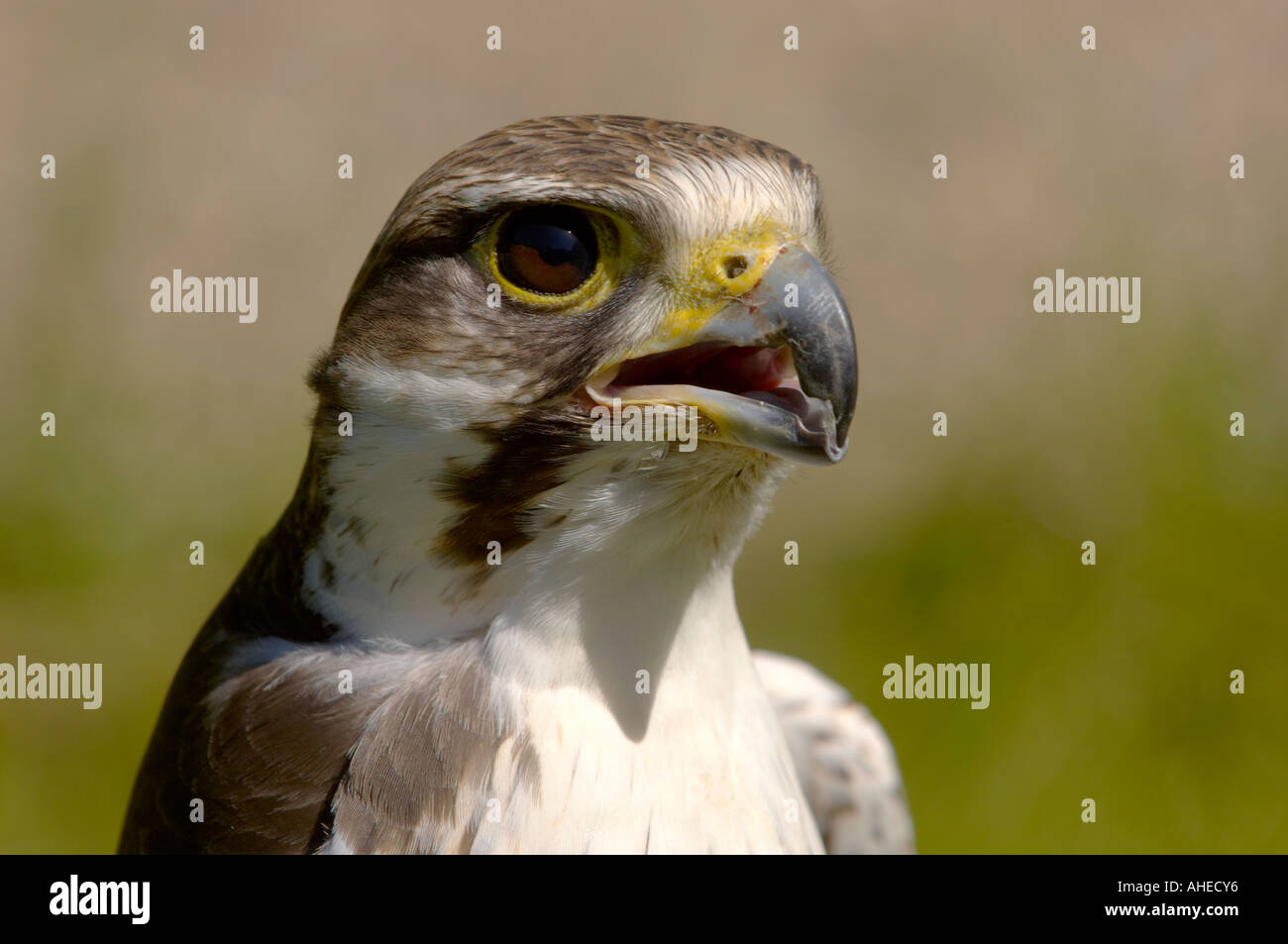 Close-up of the head and chest of a Lanner Falcon seen outdoors on a ...